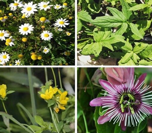 10 recetas para hacer champú (shampoo) natural - Eco Jardín Mágico