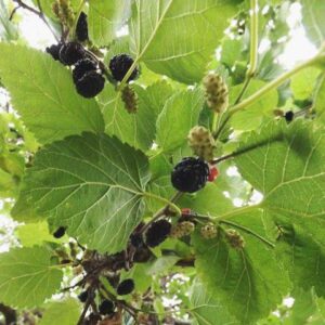 Cómo cultivar un árbol de Guayaba y sus cuidados - Eco Jardín Mágico