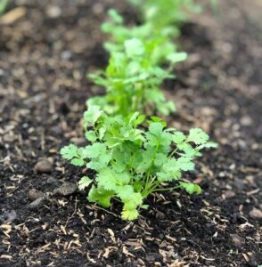 Cómo cultivar Ruda (hembra y macho) y sus cuidados - Eco Jardín Mágico