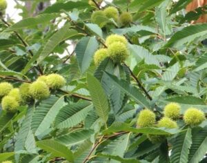 Cómo sembrar y cultivar Castañas de manera orgánica - Eco Jardín Mágico