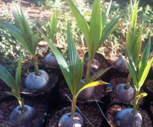 Cultivar un cocotero a partir de un coco fácilmente - Eco Jardín Mágico