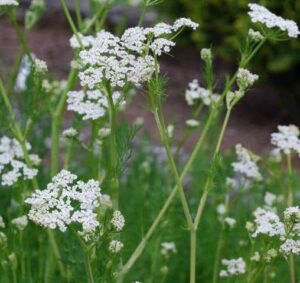 Sembrar y cultivar Comino de manera orgánica - Eco Jardín Mágico