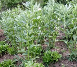 Sembrar y cultivar Habas de manera orgánica - Eco Jardín Mágico