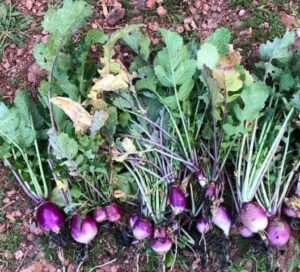 Cómo cultivar Nabos de manera orgánica - Eco Jardín Mágico