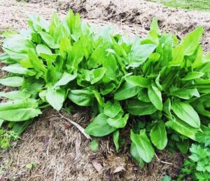 Cómo sembrar y cultivar Acedera de manera orgánica - Eco Jardín Mágico