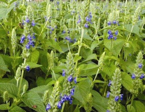 Cómo cultivar Chía de manera orgánica y sus beneficios - Eco Jardín Mágico