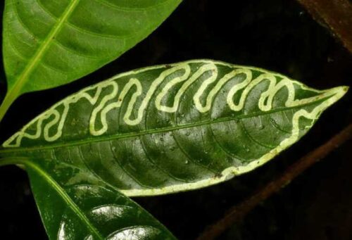 Cómo combatir el Minador de hojas de manera orgánica - Eco Jardín Mágico