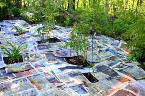 Consejos para hacer y aplicar Mantillo orgánico - Eco Jardín Mágico