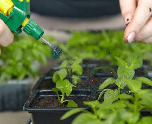 Errores comunes al iniciar semilleros que debes evitar - Eco Jardín Mágico