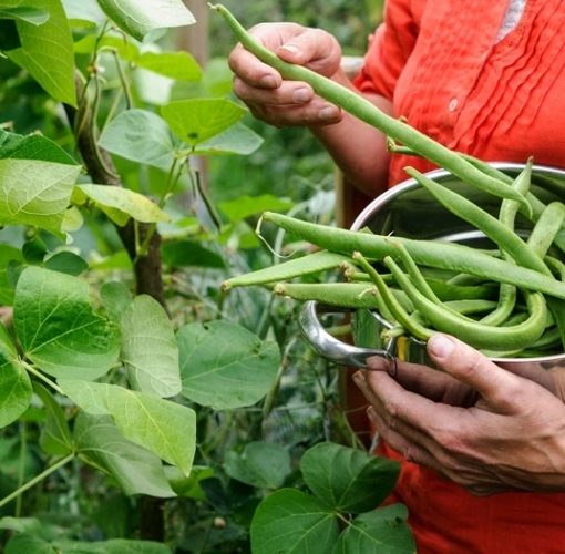 Cultivar Mizuna (lechuga japonesa) de forma orgánica - Eco Jardín Mágico