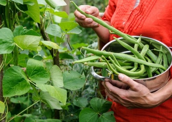 Cómo cultivar Judías Verdes (ejotes o chauchas) - Eco Jardín Mágico