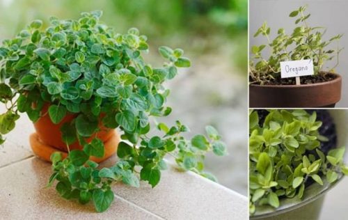 Cómo sembrar y cultivar Orégano de manera orgánica - Eco Jardín Mágico