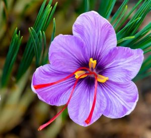 Cómo plantar y cultivar Azafrán de manera orgánica - Eco Jardín Mágico