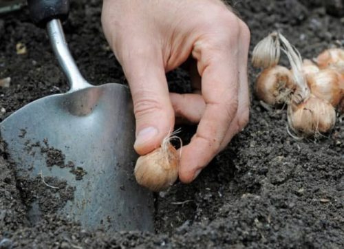 Cómo plantar y cultivar Azafrán de manera orgánica - Eco Jardín Mágico