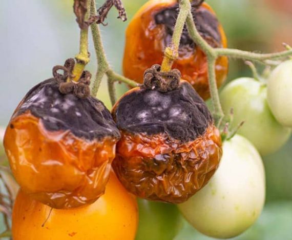 Cómo identificar y prevenir el Tizón tardío del Tomate - Eco Jardín Mágico