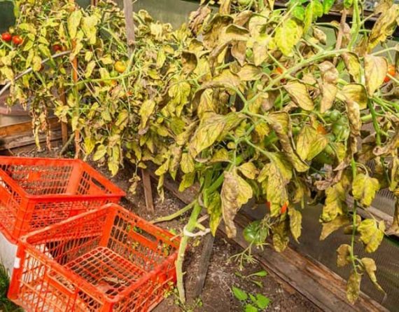 Cómo identificar y prevenir el Tizón tardío del Tomate - Eco Jardín Mágico