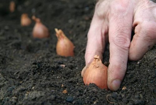 Cómo Sembrar Y Cultivar Chalote De Manera Orgánica Eco Jardín Mágico