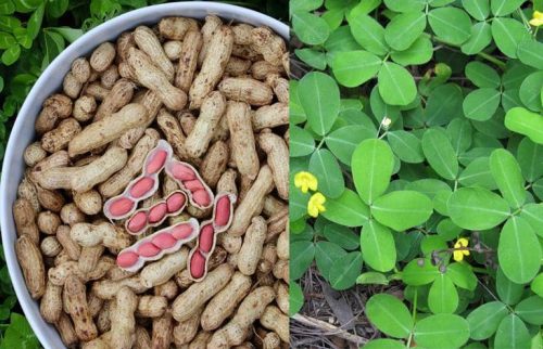 Sembrar y cultivar Maní (cacahuate) de manera orgánica - Eco Jardín Mágico