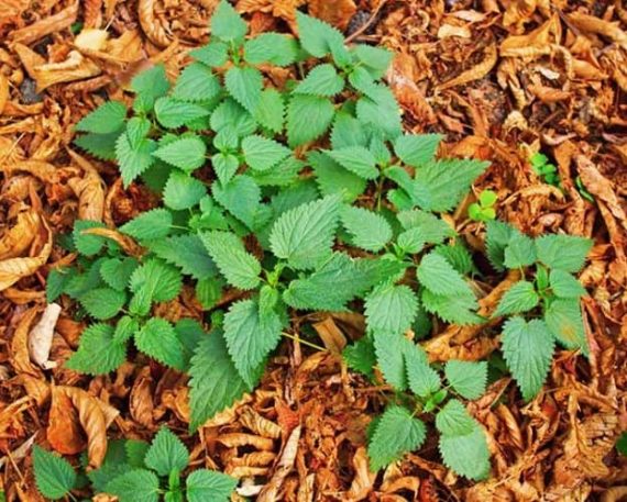 Cómo sembrar y cultivar Ortiga de manera orgánica - Eco Jardín Mágico