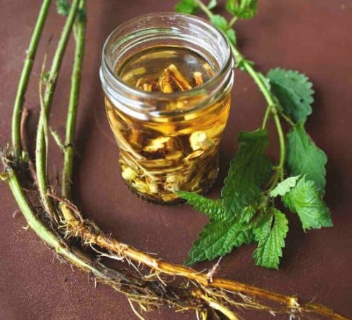 Cómo sembrar y cultivar Ortiga de manera orgánica - Eco Jardín Mágico