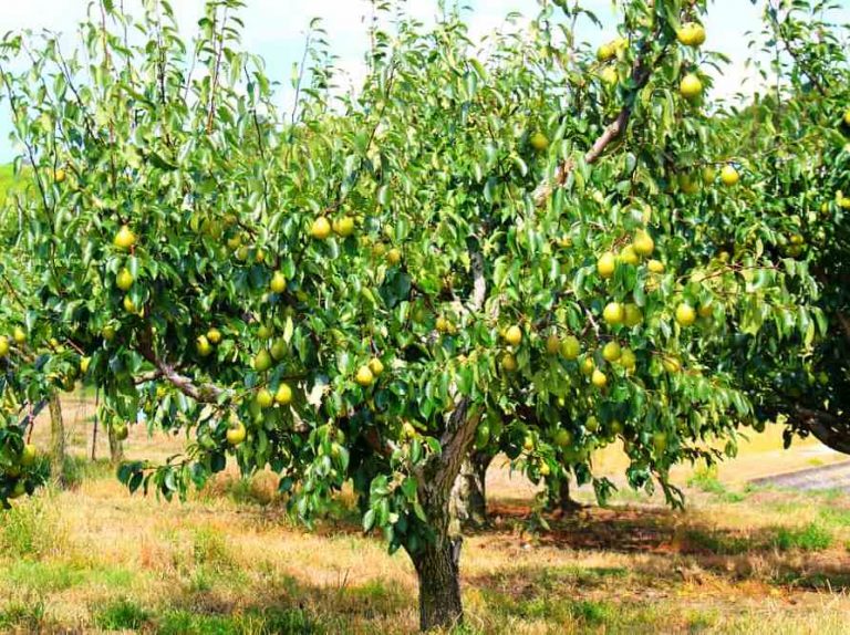 Cómo sembrar y cultivar Pera (peral) de manera orgánica - Eco Jardín Mágico