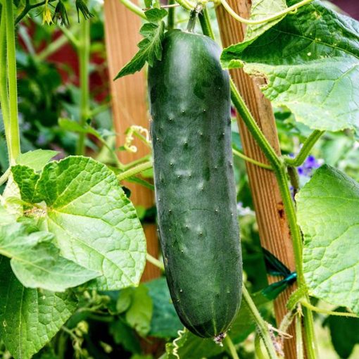 Cultivar Mizuna (lechuga japonesa) de forma orgánica - Eco Jardín Mágico