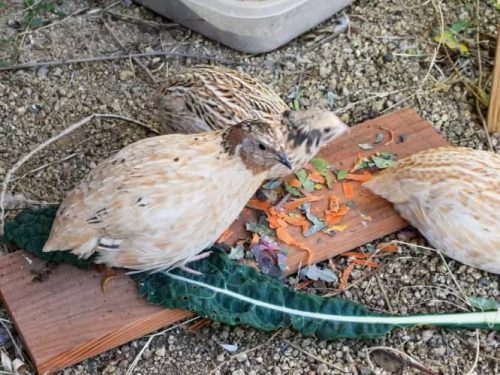 Guía y consejos para criar Codornices y obtener huevos - Eco Jardín Mágico