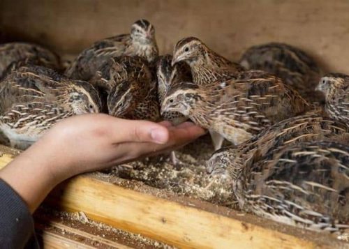 Guía y consejos para criar Codornices y obtener huevos - Eco Jardín Mágico