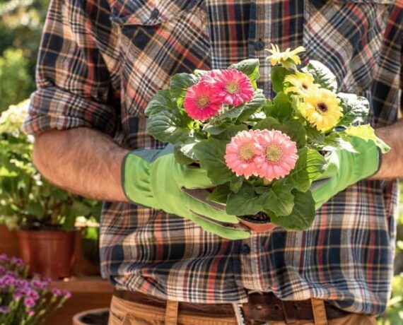 Cómo propagar, cultivar Gerbera y sus cuidados - Eco Jardín Mágico