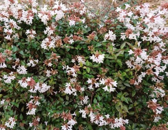 Cómo propagar, cultivar Abelia (abelia grandiflora) y sus cuidados ...