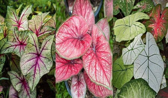 Cómo propagar, cultivar Caladium (Caladio) y sus cuidados - Eco Jardín ...