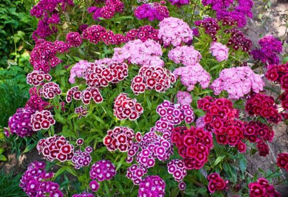 Cómo propagar, cultivar Clavel del poeta (minutisa) y sus cuidados ...