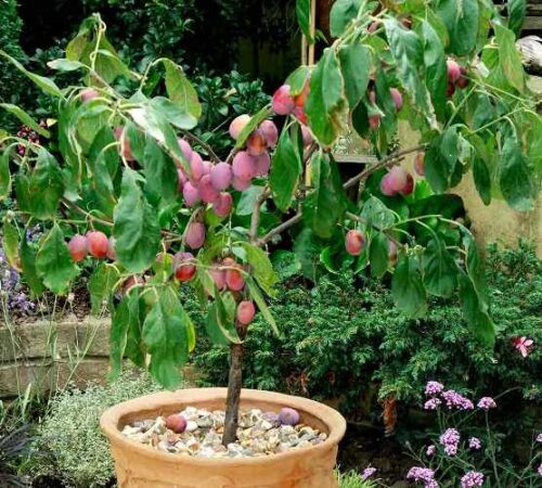 Cómo cultivar Ciruela (ciruelo) en maceta y sus cuidados - Eco Jardín Mágico