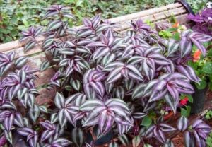 Cómo cultivar Matalí (Tradescantia Zebrina) y sus cuidados - Eco Jardín ...