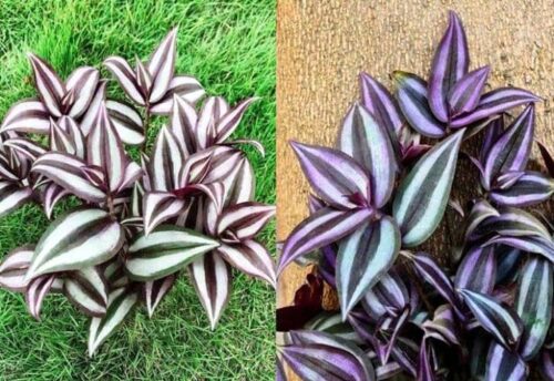 Cómo cultivar Matalí (Tradescantia Zebrina) y sus cuidados - Eco Jardín ...