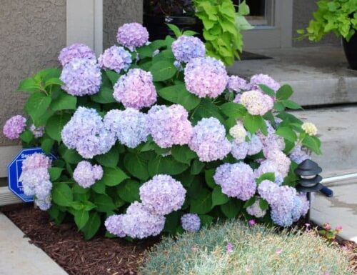 Consejos para hacer que las Hortensias Florezcan correctamente - Eco ...