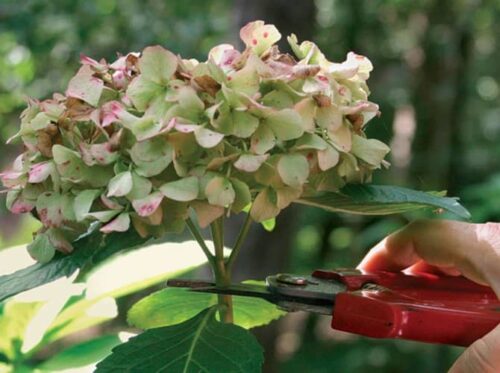 Consejos para hacer que las Hortensias Florezcan correctamente - Eco ...