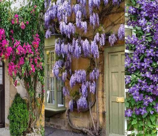 13 plantas de la buena suerte que traerán positividad a tu hogar - Eco ...