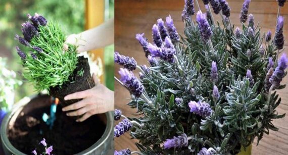 Cómo cultivar Lavanda en Maceta y sus cuidados - Eco Jardín Mágico