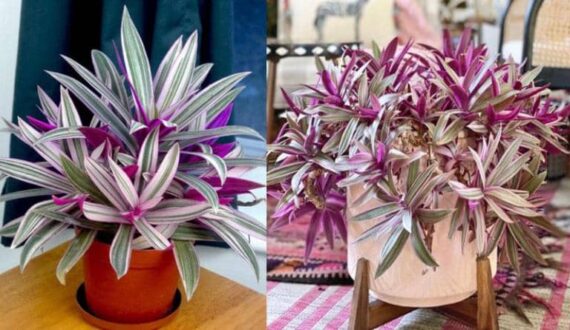 Cómo propagar, cultivar Maguey morado (Rhoeo) y sus cuidados - Eco ...