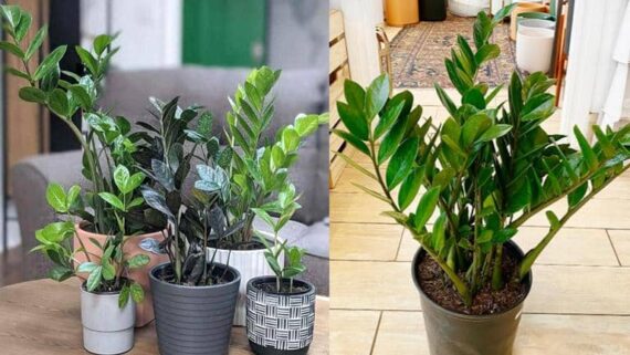 Cómo propagar, cultivar Planta ZZ y todos sus cuidados - Eco Jardín Mágico