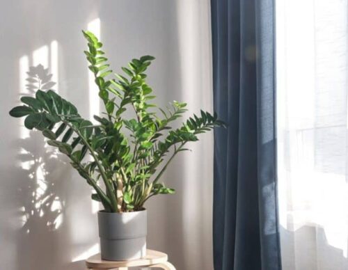 Cómo propagar, cultivar Planta ZZ y todos sus cuidados - Eco Jardín Mágico