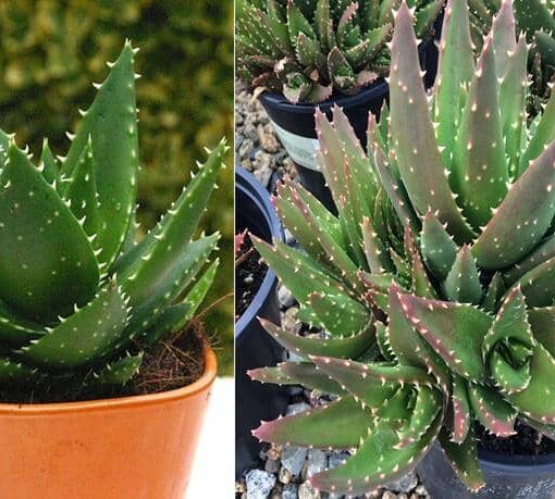 Cómo cultivar planta Rocío (Aptenia cordifolia) y sus cuidados - Eco ...