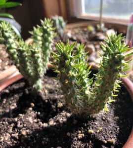 Cómo reproducir, cultivar Cactus Choya (cholla) y sus cuidados - Eco ...
