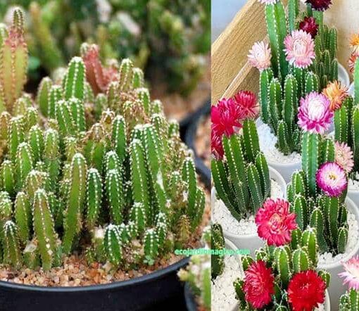 Cómo propagar, cultivar Planta Corazón (Hoya Kerrii) y sus cuidados ...