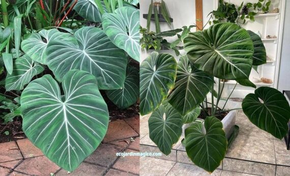 Cómo cultivar Filodendro (philodendron gloriosum) y sus cuidados - Eco ...