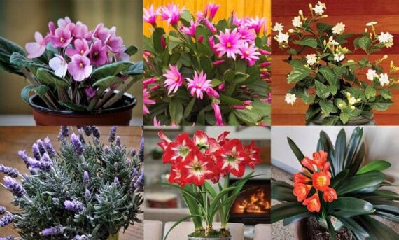 12 Plantas de Flores ideales para cultivar en Interiores - Eco Jardín ...