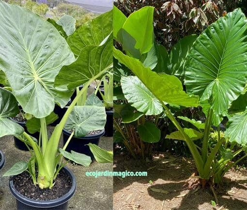 14 Tipos de Setas comestibles (hongos) para cultivar en casa - Eco ...