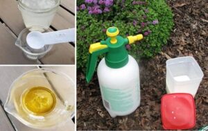 7 Recetas de jabones insecticidas para combatir plagas del jardín - Eco Jardín Mágico