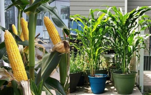 Cómo cultivar Maíz en maceta y sus cuidados - Eco Jardín Mágico
